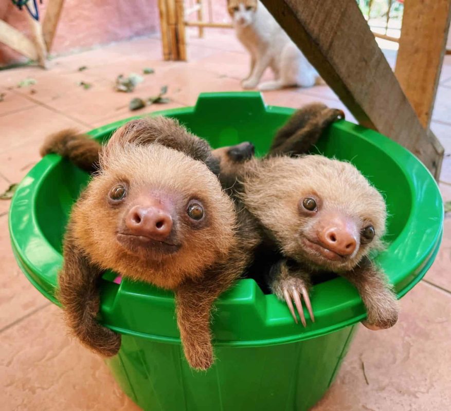 Sloths: A National Symbol of Costa Rica : The Tico Times | Costa Rica ...