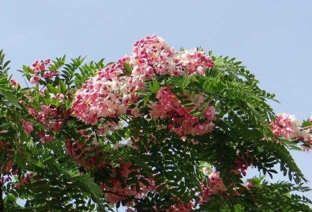 The Carao Tree in Costa Rica : The Tico Times | Costa Rica News ...