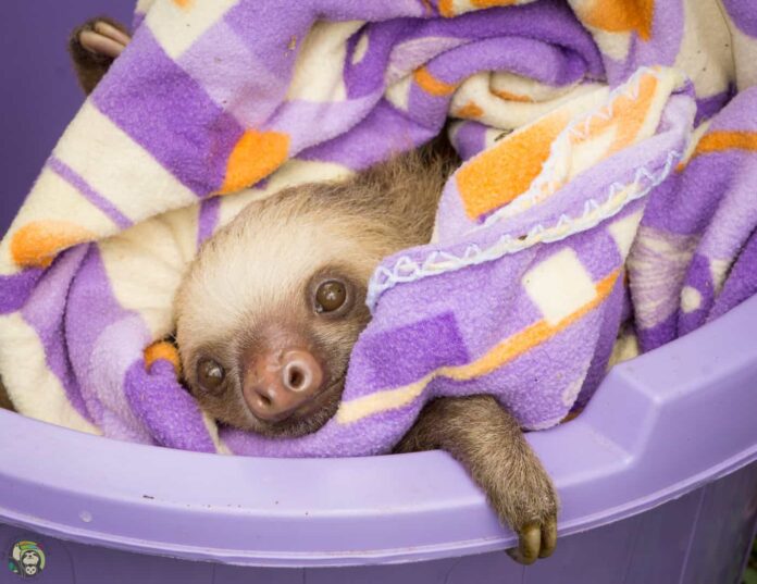 3 ways to support sloth conservation in Costa Rica