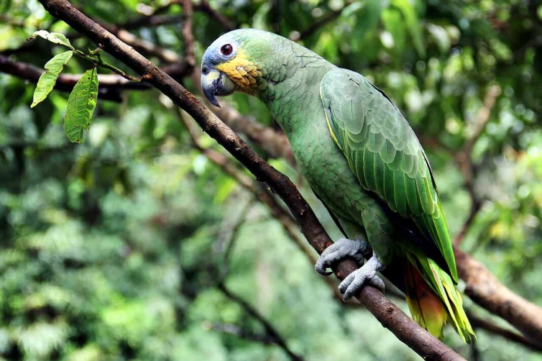 Amazon birds becoming smaller, longer-winged due to climate change ...