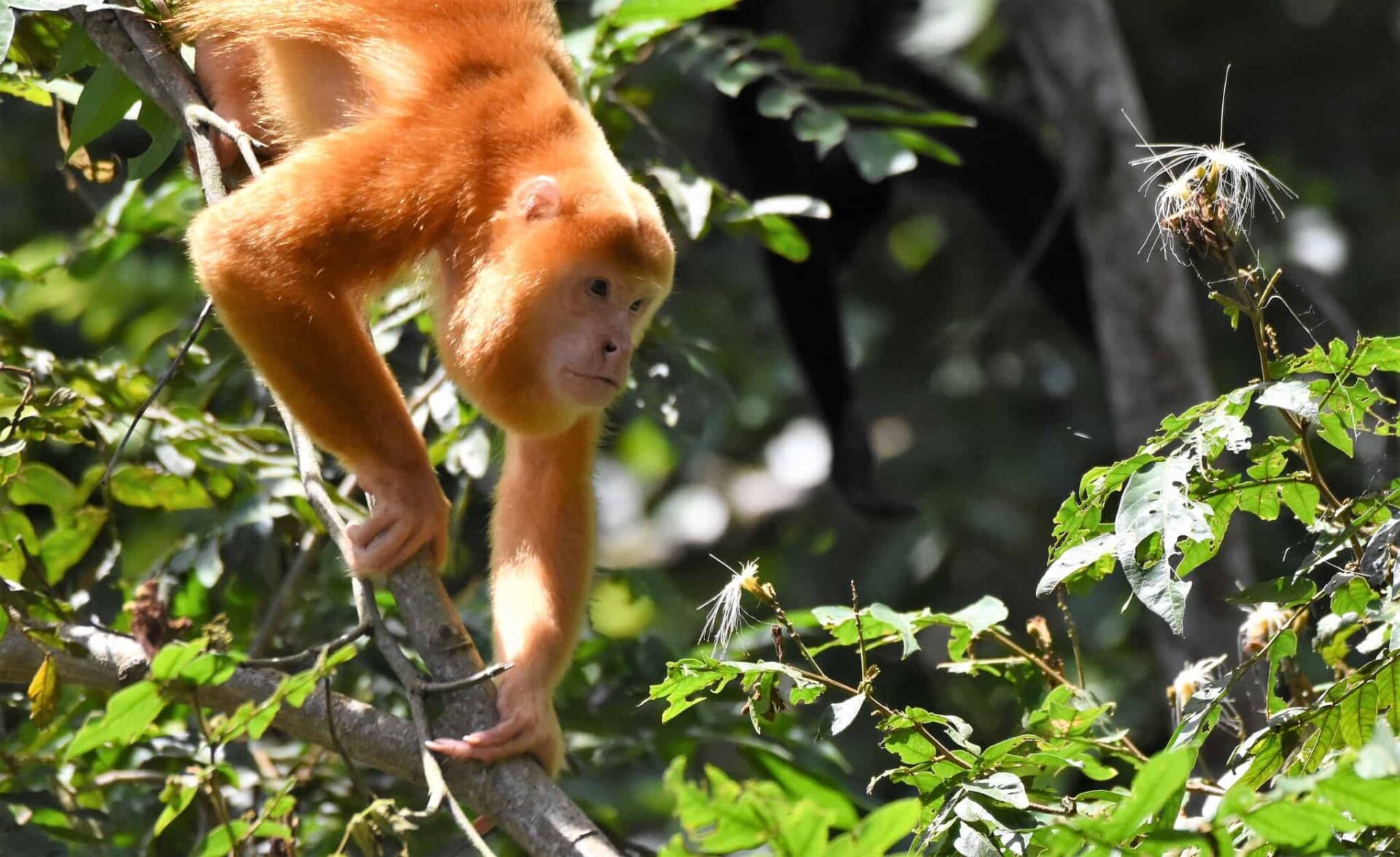 The Mystery of the Orange Howler Monkeys in Costa Rica - Costa Rica ...