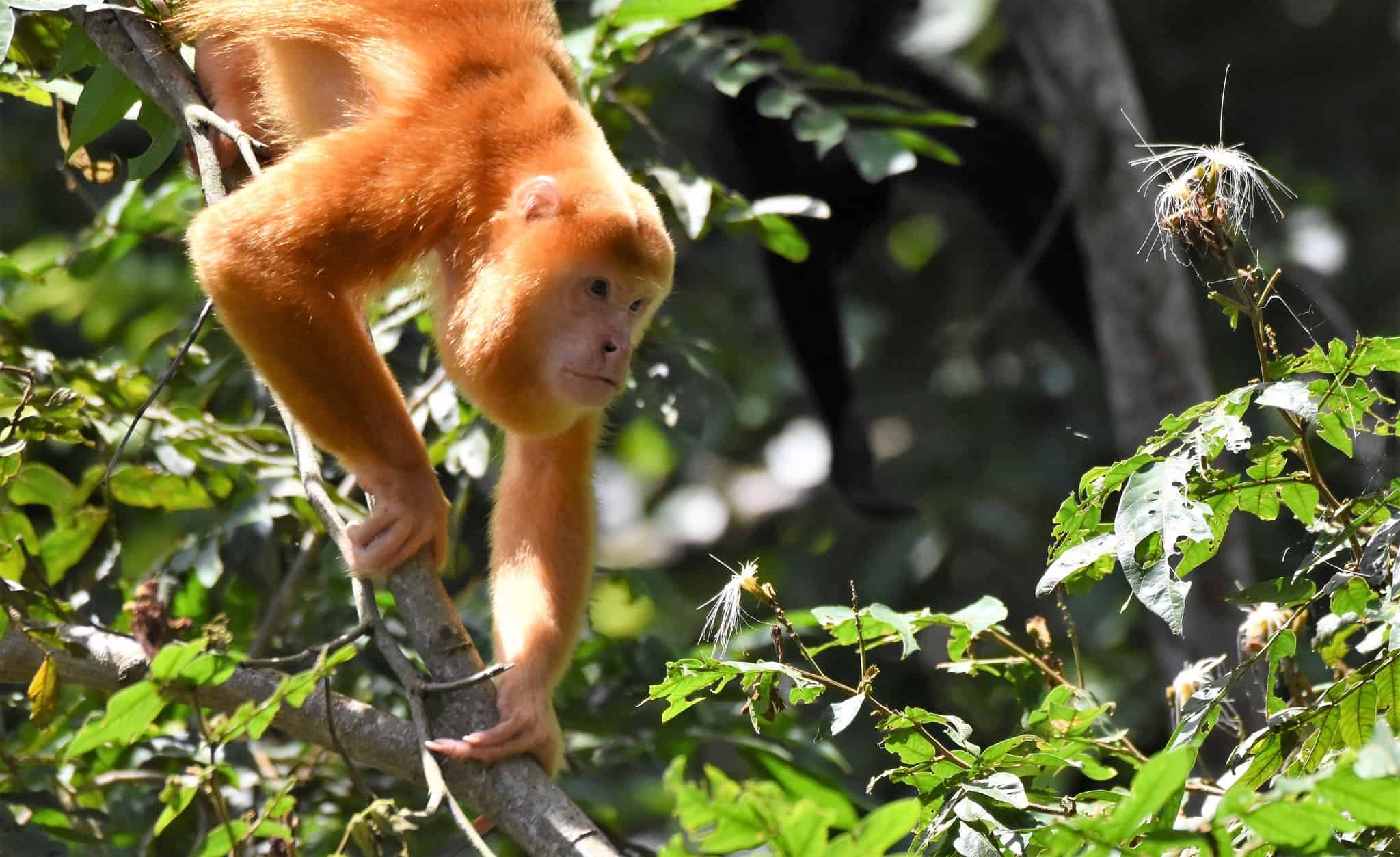 The Mystery Of The Orange Howler Monkeys In Costa Rica The Tico Times The Mystery Of The Orange Howler Monkeys In Costa Rica The Tico Times