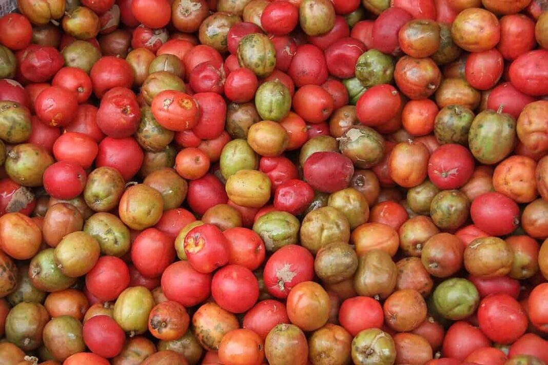 The 10 Best Tropical Fruits in Costa Rica to Try