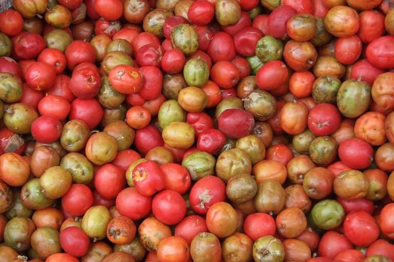 The 10 Best Tropical Fruits in Costa Rica to Try