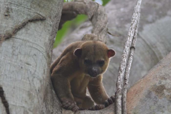 Costa Rica Wildlife: Meet the Kinkajou : The Tico Times | Costa Rica ...