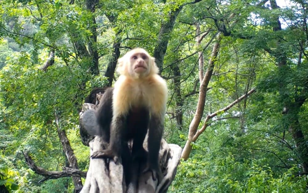 Monkeys of Costa Rica: Meet the White-Faced or Capuchin : The Tico ...
