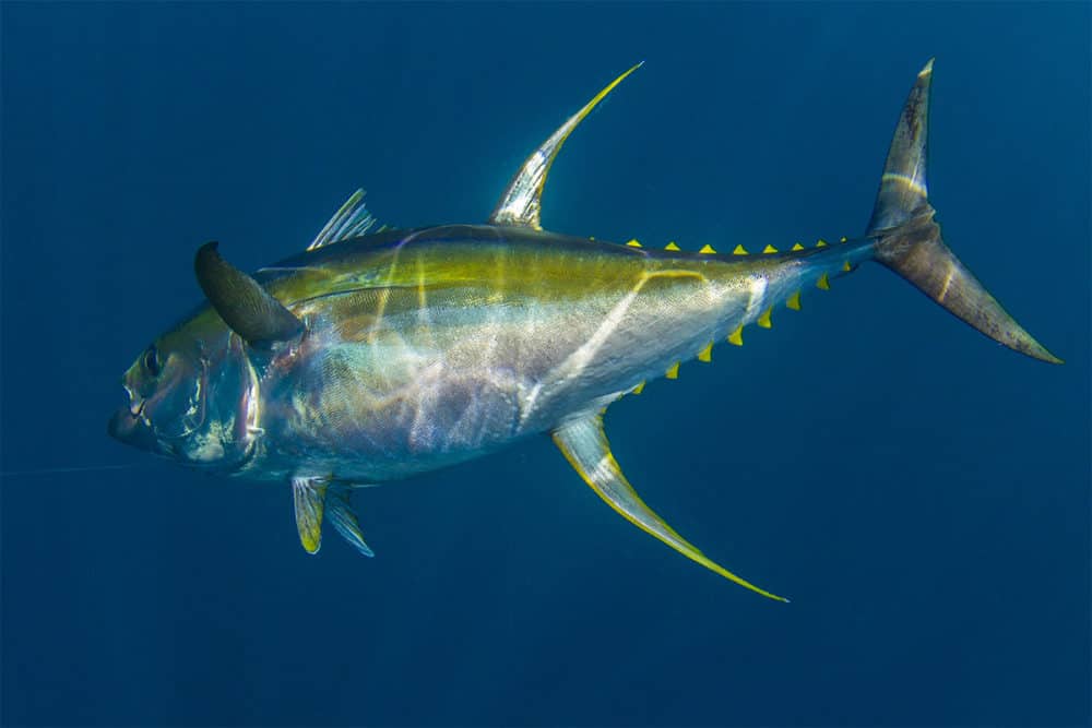 Yellowfin tuna: Costa Rica’s blood diamond - Environment and Wildlife ...