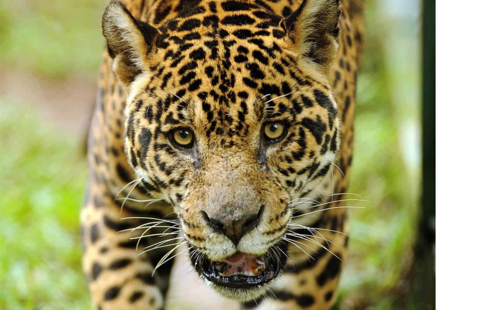 Costa Rica Wildlife: Jaguars on Private Farms in Guanacaste - Costa ...