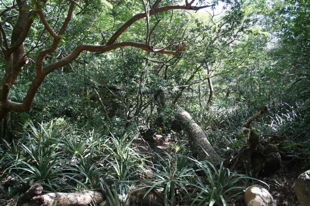Costa Rica’s Guanacaste Conservation Area: A Success in Restoring its ...