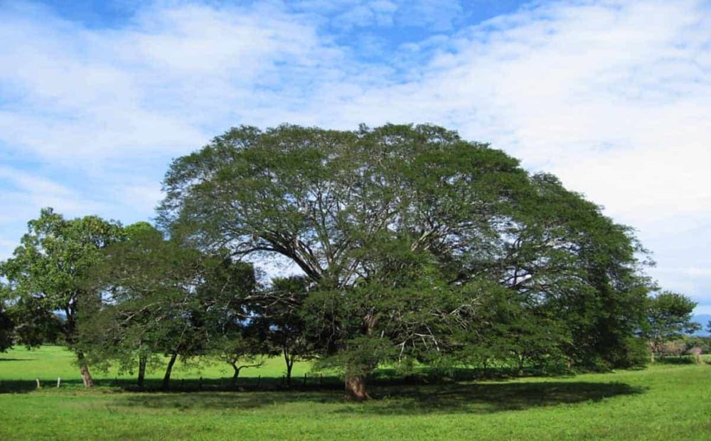 Guanacaste Tree: A National Symbol of Costa Rica : The Tico Times ...