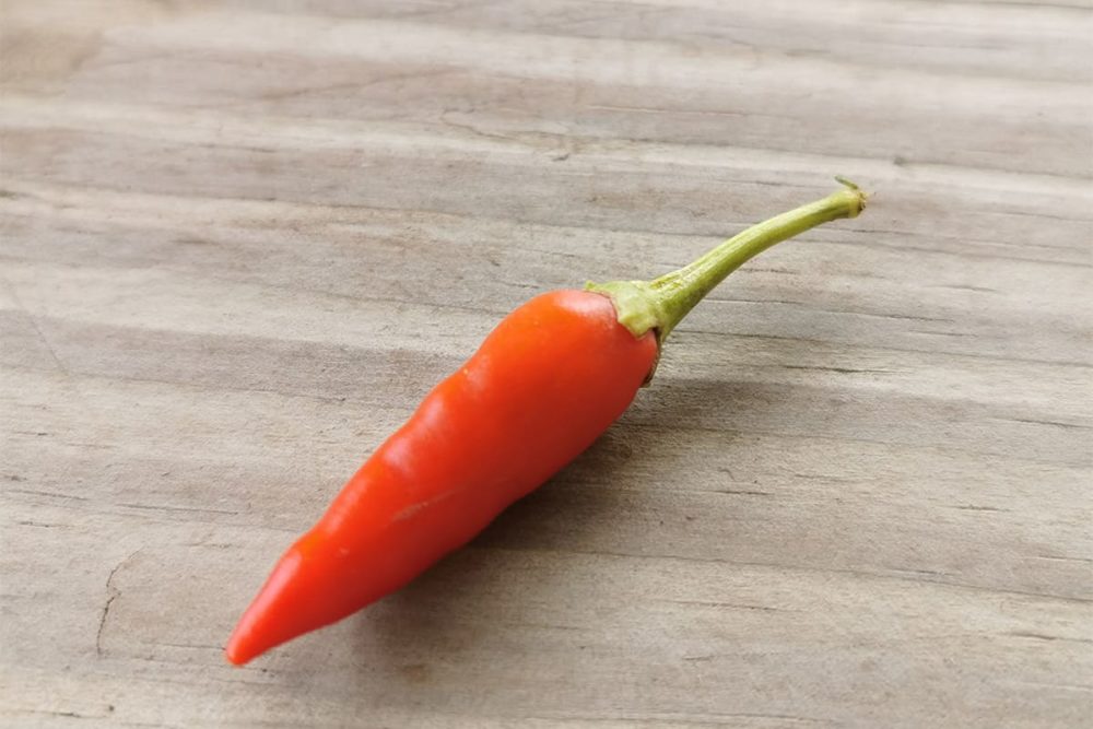 Growing Chile Plants in your Costa Rican Backyard : The Tico Times ...