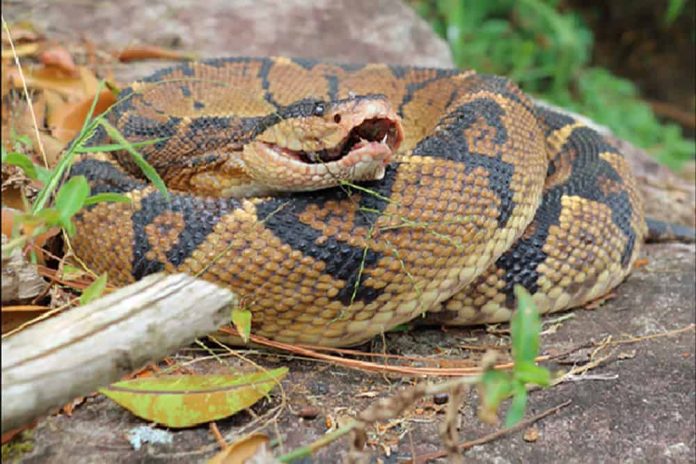 Rare Snake Species Rescued in Costa Rica