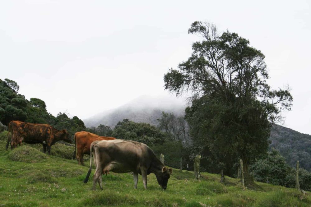 Sustainable livestock farming in Costa Rica continues to grow