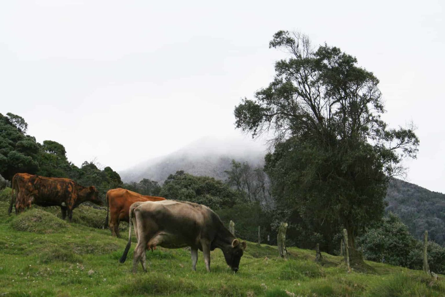 Sustainable livestock farming in Costa Rica continues to grow