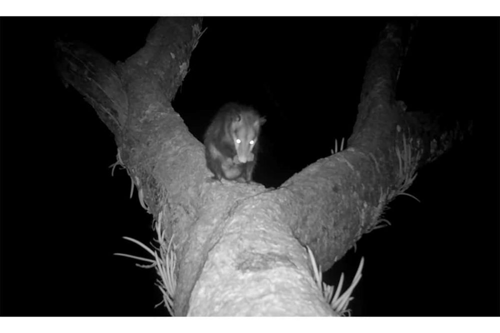 Costa Rica Wildlife: Meet the Common Opossum
