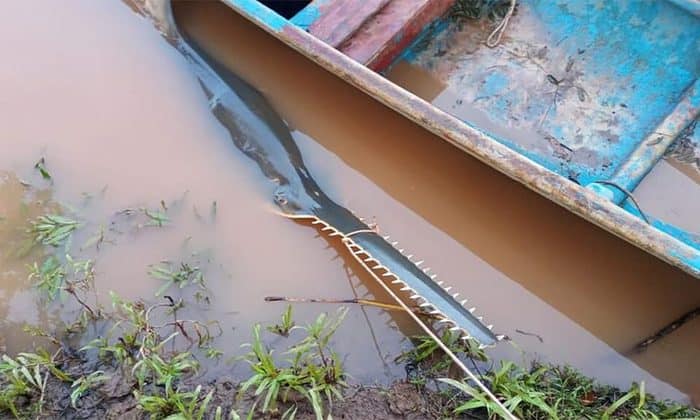 Sawfish Seen in Costa Rica after 7 Years