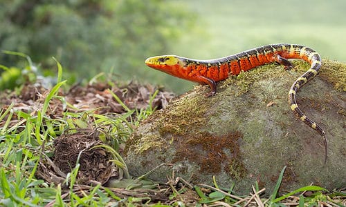 Costa Rica's Most Awesome Lizard: The Orange-Bellied Galliwasp : The ...