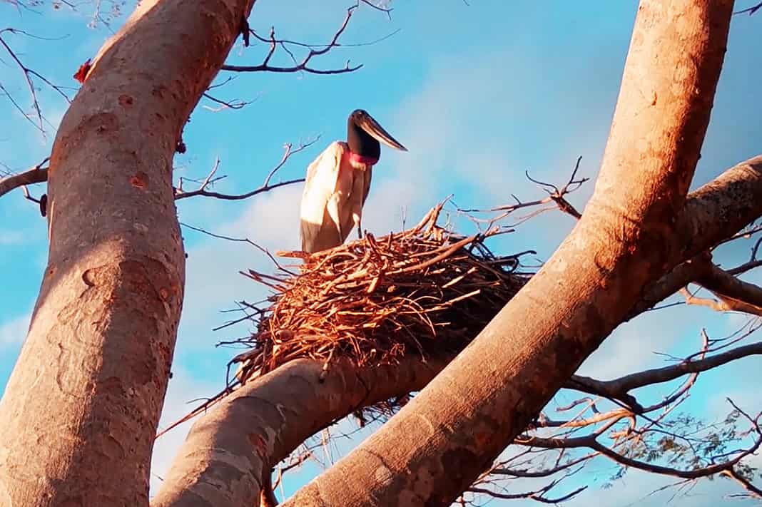 Costa Rica Wildlife – Meet the Jabiru Stork : The Tico Times | Costa ...