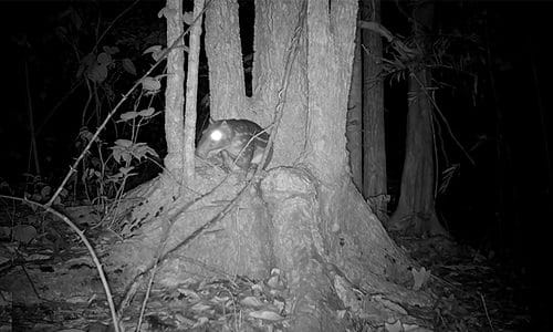 Costa Rica Wildlife: Meet the Spotted Paca : The Tico Times | Costa ...