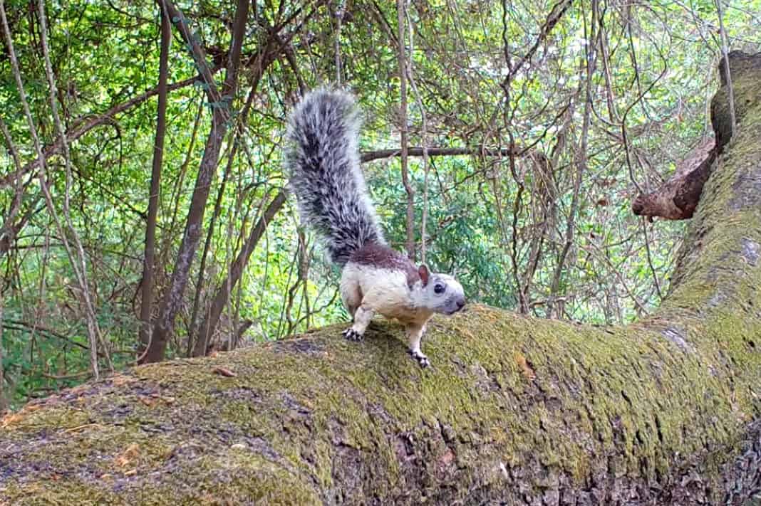 Costa Rica Wildlife – Meet the Variegated Squirrel : The Tico Times ...