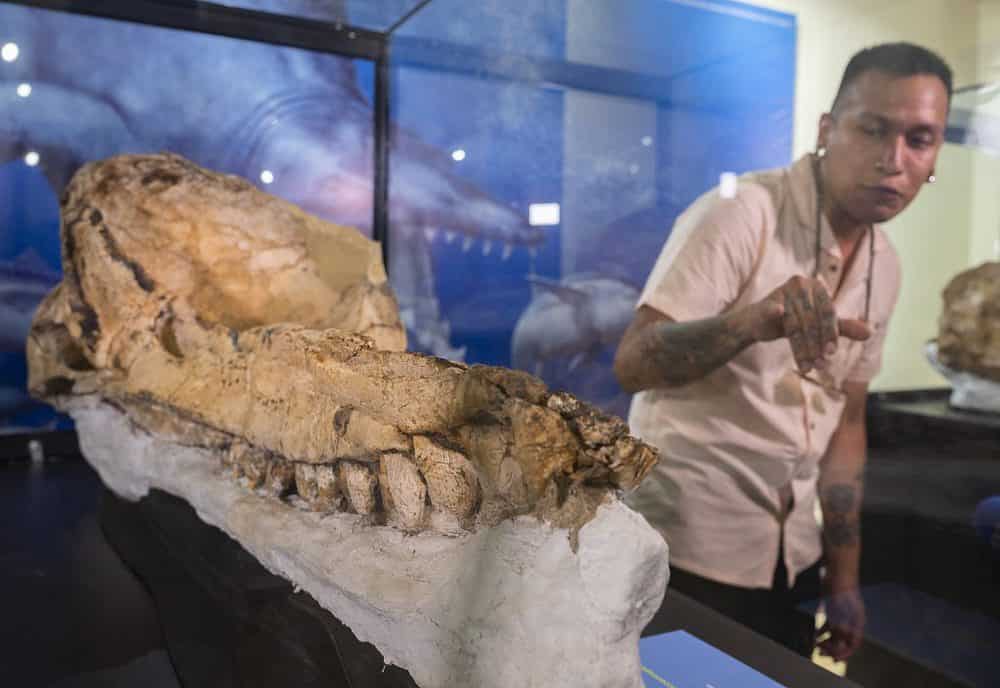 World's Best-Preserved Fossil of Prehistoric Sperm Whale Found in Peru