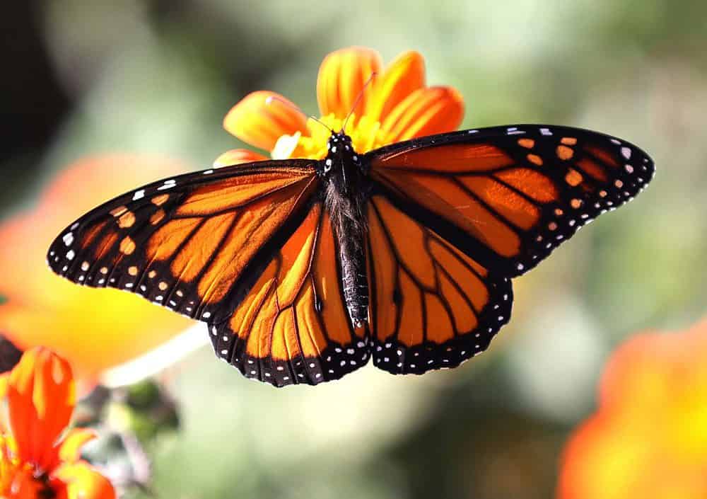 Endangered monarch butterflies face perilous storm