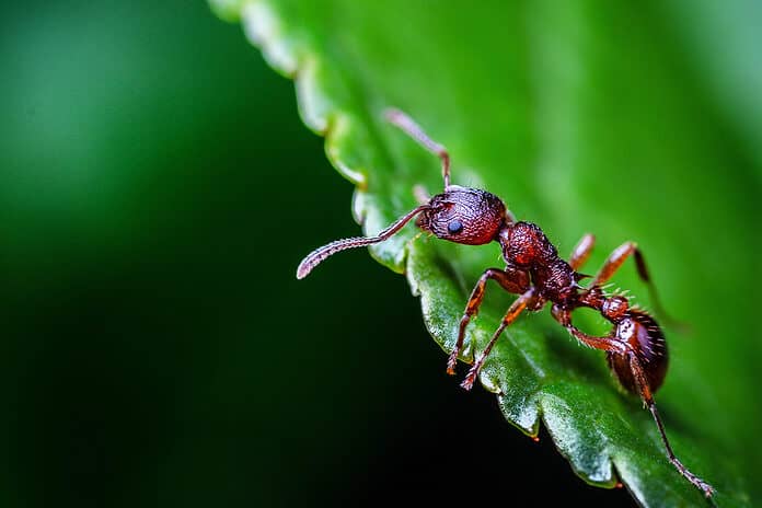 Costa Rica Wildlife – Leaf-cutter Ants : The Tico Times | Costa Rica ...