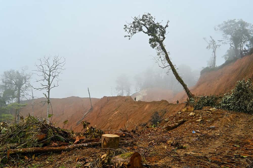 Study reveals rapid decline of mountain forest : The Tico Times | Costa ...