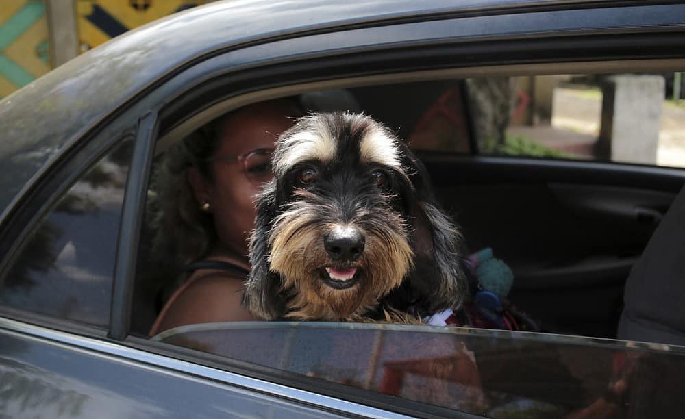 The Healing Powers of Saint Lazarus: A Dog's Story in Nicaragua : The ...