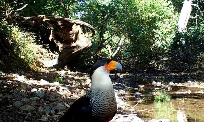 Costa Rica Wildlife – Meet the Crested Caracara : The Tico Times ...
