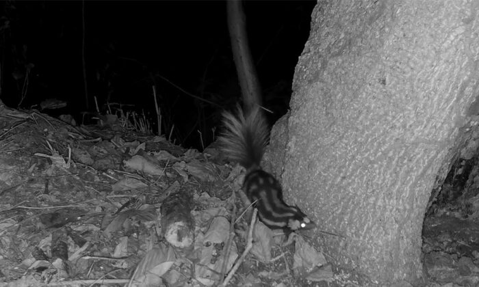 Costa Rica Wildlife – Meet the Spotted Skunk : The Tico Times | Costa ...