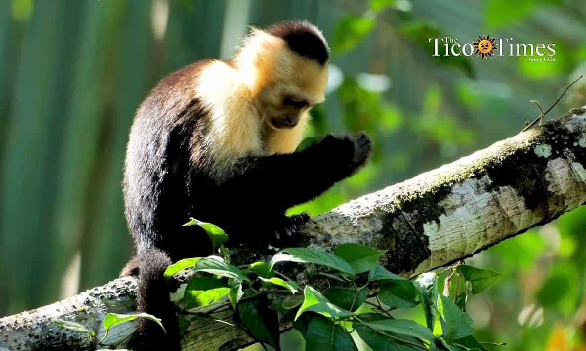 Tico Times Weekly Recap April 8, 2023 : The Tico Times | Costa Rica ...