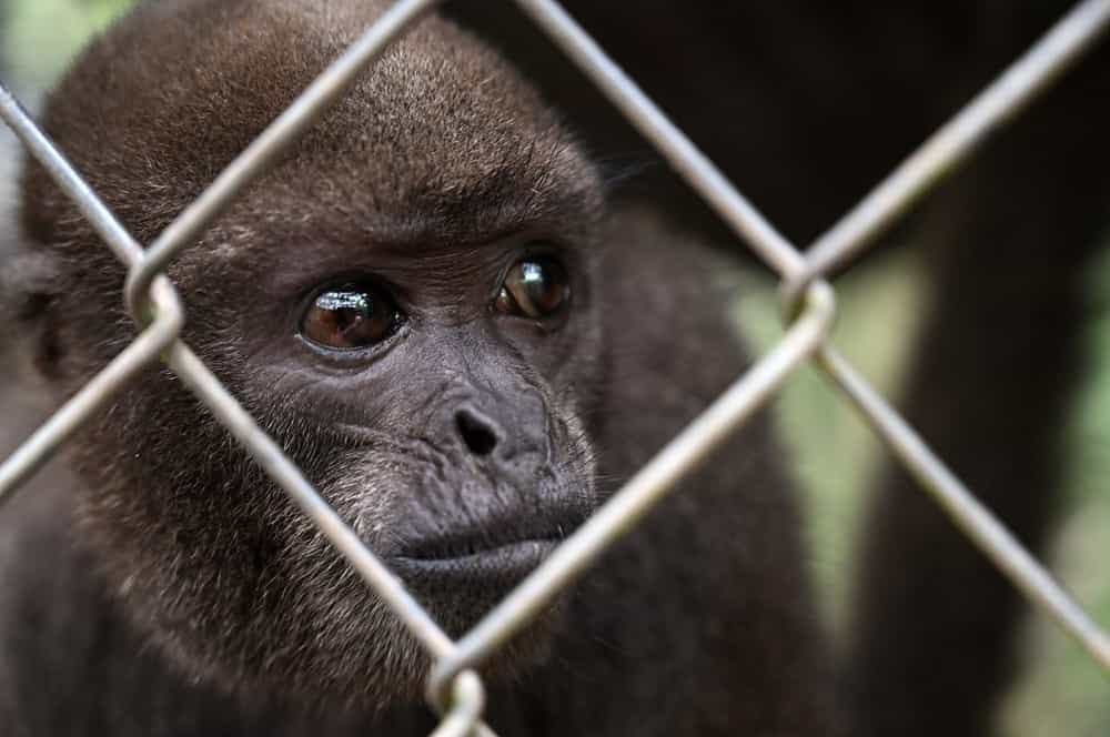 Colombia Wildlife: A Family's Conservation Journey : The Tico Times ...