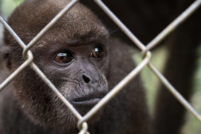 Colombia Wildlife: A Family's Conservation Journey