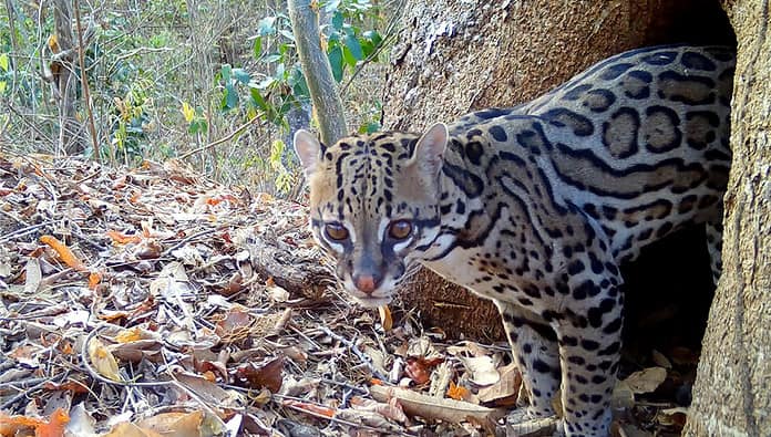 Costa Rica Wildlife - The Ocelot Bathroom