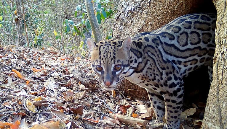 Costa Rica Wildlife - The Ocelot Bathroom