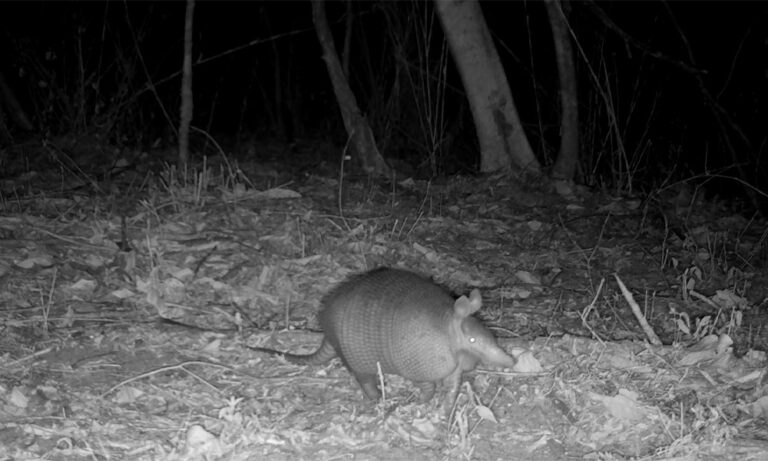 Costa Rica Wildlife: Meet the Nine-banded Armadillo : The Tico Times ...