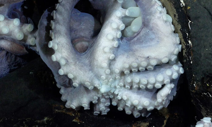 Deep-Sea Discovery: New Octopus Nursery Found in Costa Rican Waters ...