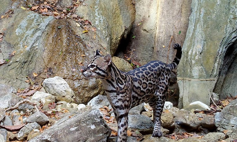 Costa Rica Camera Trap Notebook: The Flawless Ocelot