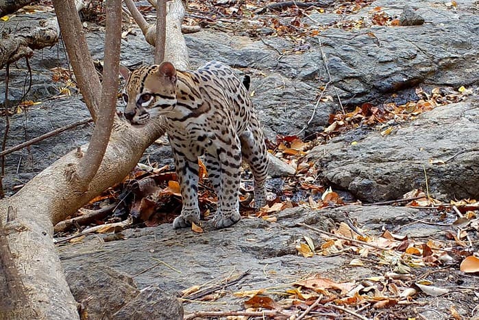 6 Wild Cats of Costa Rica: From Jaguars to Oncillas