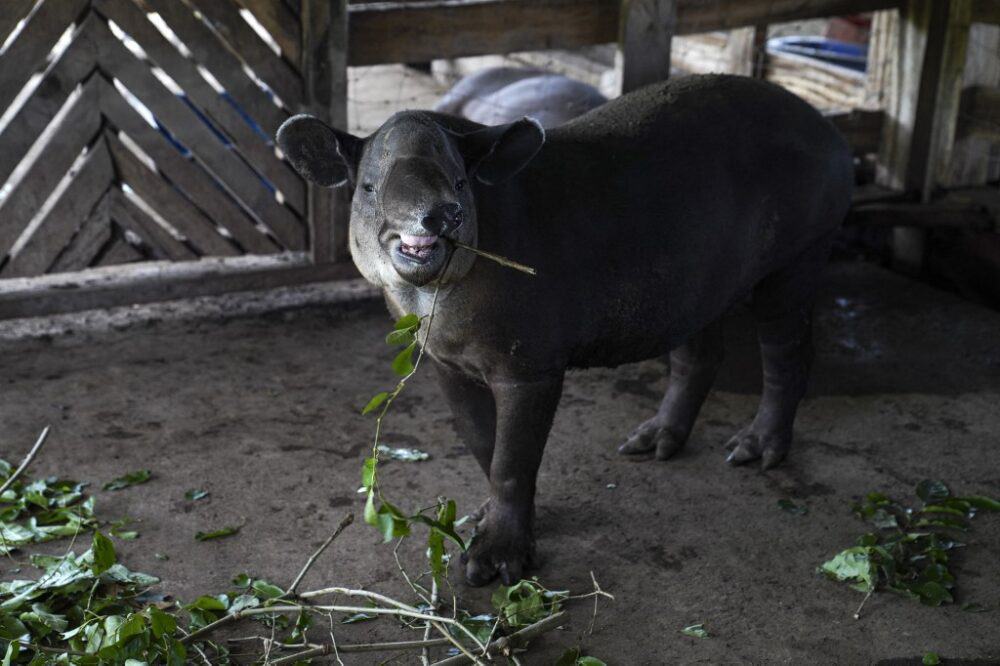 Tapir Conservation Effort in Nicaragua