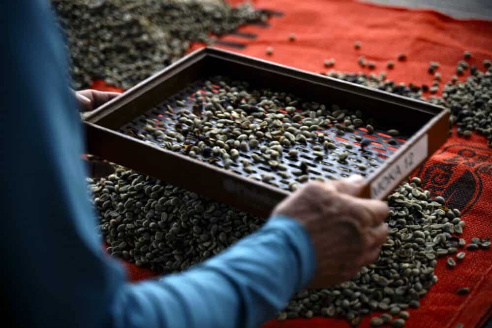 Wild Brazilian Pheasants Produce Expensive Jacu Coffee