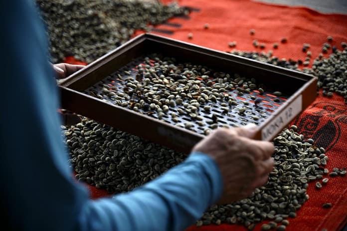 Wild Brazilian Pheasants Produce Expensive Jacu Coffee