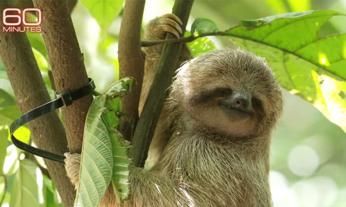 Costa Rica's Sloths Take Center Stage on "60 Minutes" : The Tico Times ...