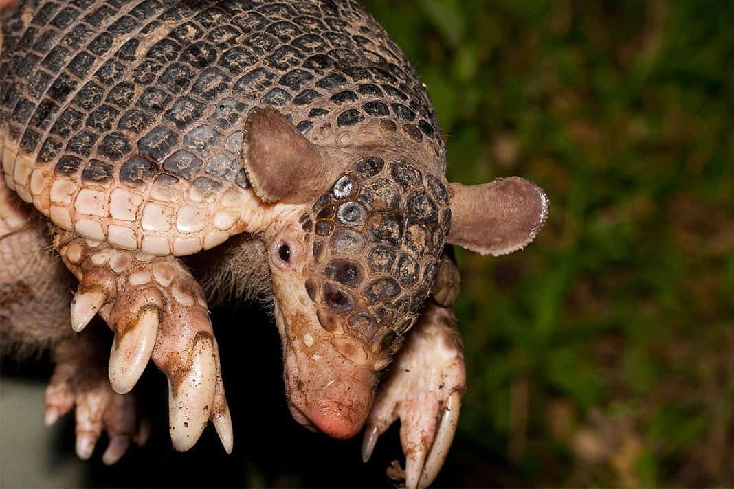 Costa Rica Wildlife – Meet the Northern Naked-tailed Armadillo