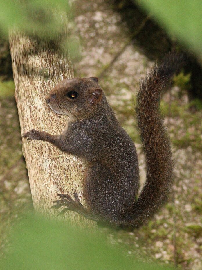 Costa Rica Wildlife – Meet Alfaro’s Pygmy Squirrel