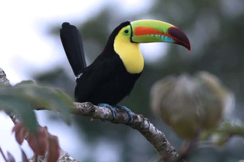 Costa Rica Wildlife – Meet the Keel-billed Toucan