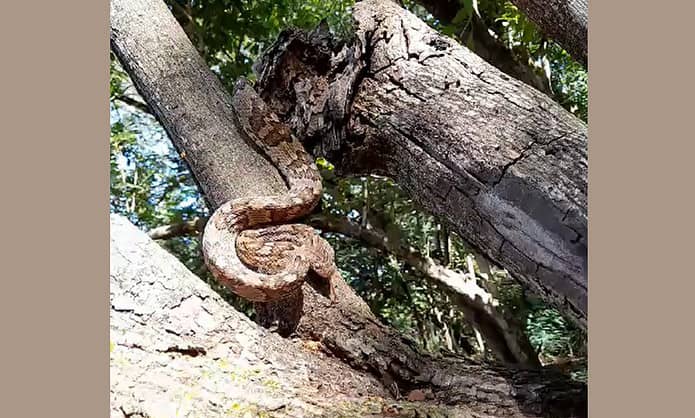 Costa Rica Wildlife – Meet the Central American Lyre Snake