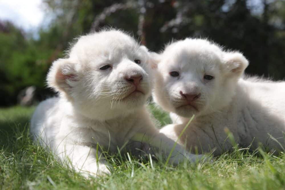 Venezuela Zoo Welcomes White Lion Cubs