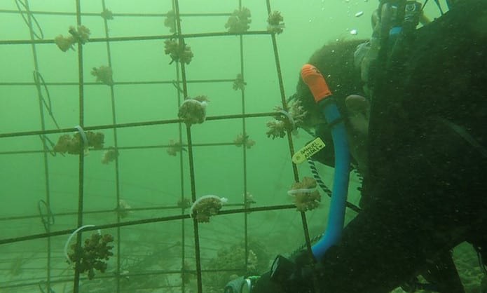 Coral Planting Event Promotes Marine Conservation in Costa Rica